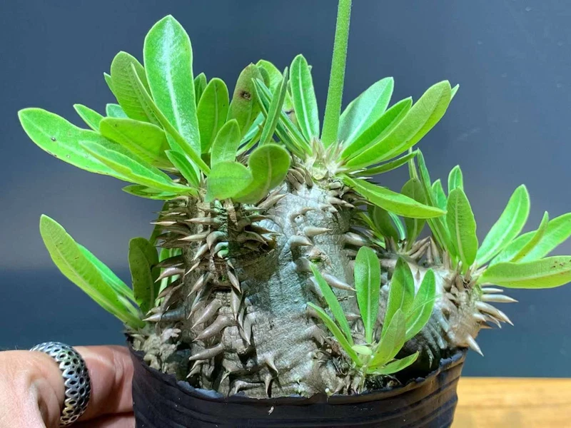 Pachypodium brevicaule × densiflorum Raresucculent tuberous plants ...